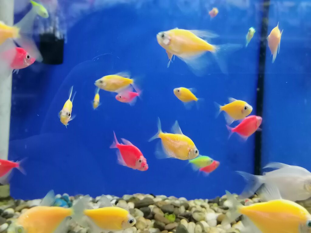 Petshop ZooVet, Lida, foto