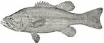 Rost Aquaculture (Oktyabrskaya Street No:22), balık çiftçiliği ve toptancıları  Kingisepp'ten
