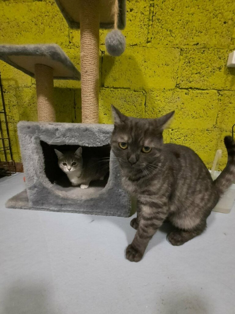 Pet otel Дай лапу, Başkurdistan, foto