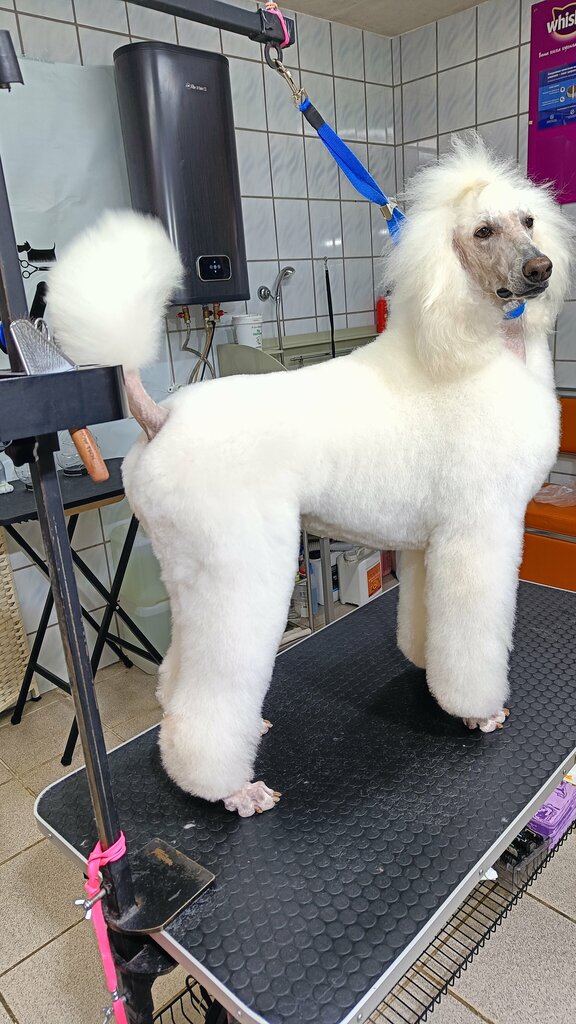 Evcil hayvan kuaförleri Груминг, Penza, foto