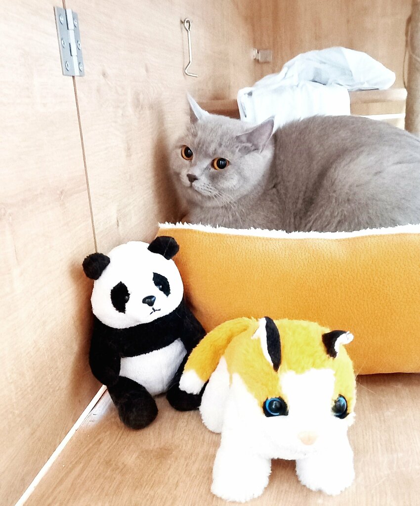 Hayvan barınakları, kulüpleri ve otelleri Wimpy Cat House Kedi Oteli, Çorlu, foto