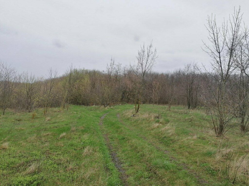 Orman урочище Таратайкина Роща, Belgorodskaya oblastı, foto