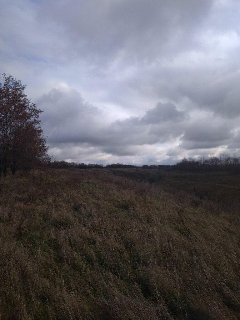 Orman урочище Косое, Kurskaya oblastı, foto