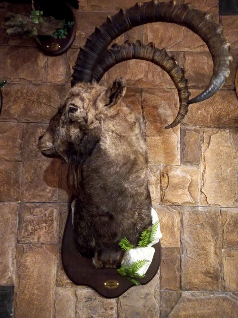 Hayvan postu doldurma Трофейная комната, Seversk, foto