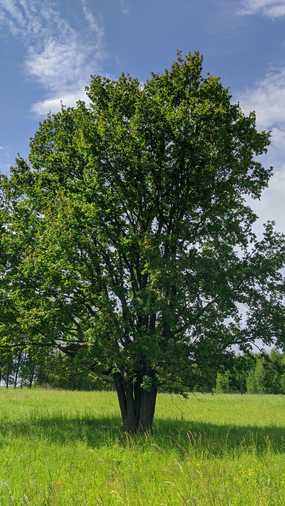 Doğa Одинокий дуб, Roslavl, foto
