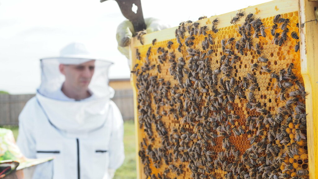 Bal ve arıcılık firmaları Пасека Панышевых Медовый двор, Tümen (Tiumenskaya) oblastı, foto