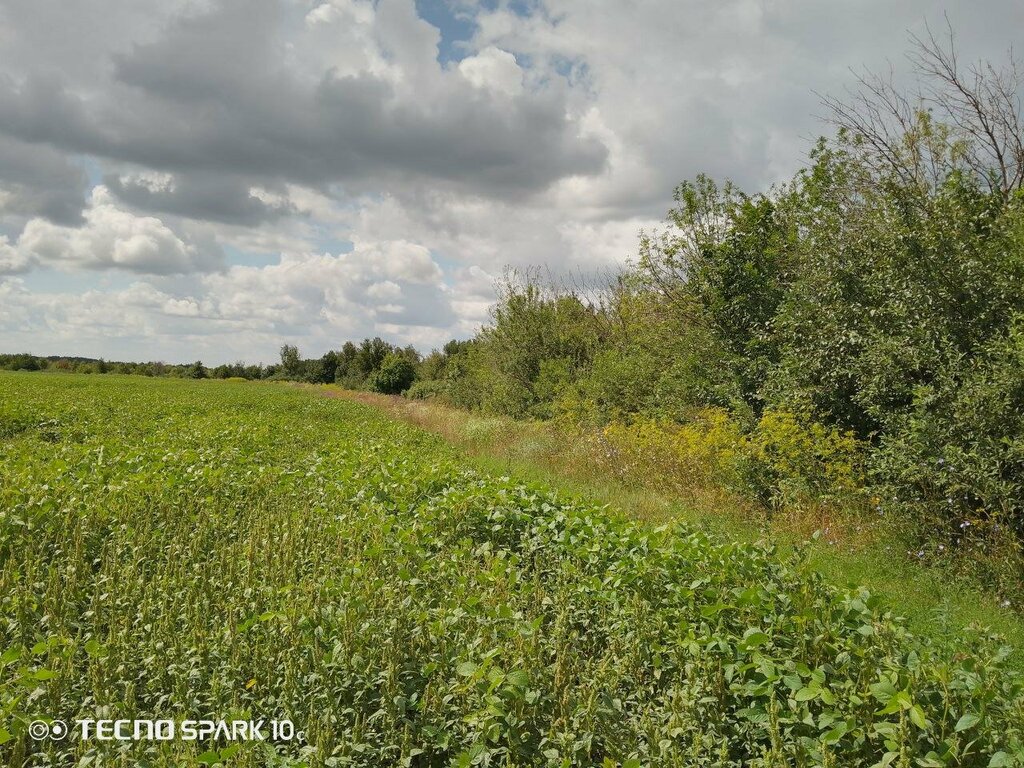 Orman урочище Жерновки, Belgorodskaya oblastı, foto