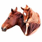 Центр сохранения и восстановления популяции донских пород лошадей (Sovetskaya Street No:63), denetleyici kuruluşlar  Rostov‑na‑Donu'dan