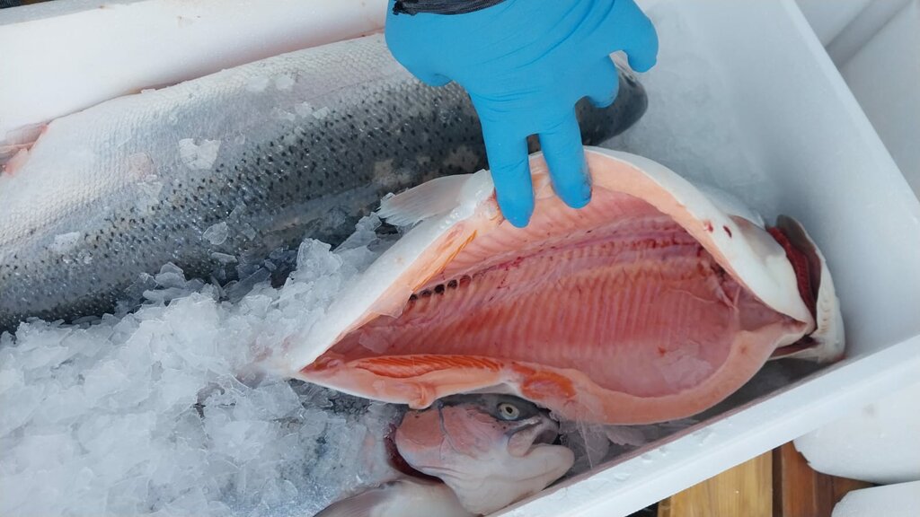 Balık ve deniz ürünleri Рыба и морепродукты, Moskova, foto