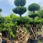 Al Mohandes Nurser Decoration Garden LLC (600E Street, Al Sharisha, Sector 3, Ras Al Khaimah), tarım makineleri, ekipmanlar  Resül‑Hayme'den