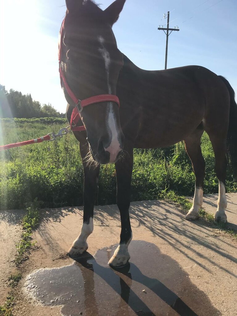 At ve binicilik kulüpleri Equestrian Vyatka sports School of the Olympic Reserve, Kirov, foto