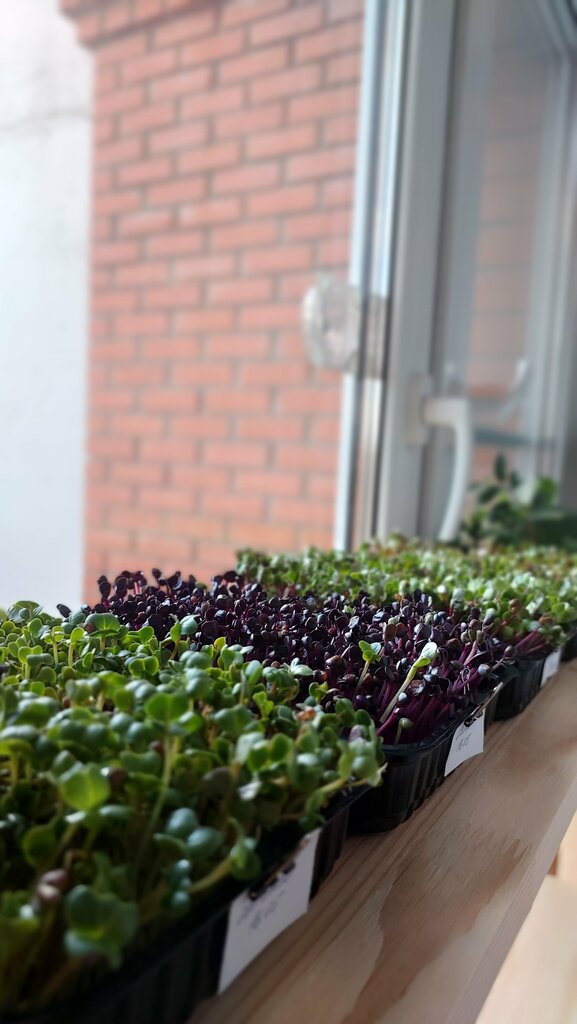 Showroom Pro-Rostki.ru, Izhevsk, foto