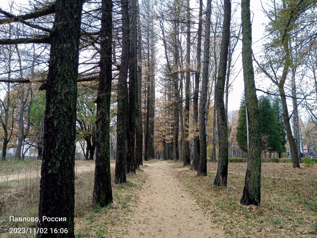 Doğa Лиственничная аллея, Saint‑Petersburg ve Leningradskaya oblastı, foto