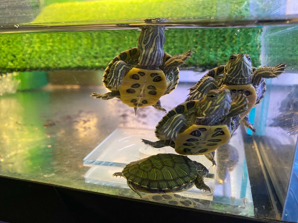 Akvaryumlar Vodyanoi, Moskova, foto