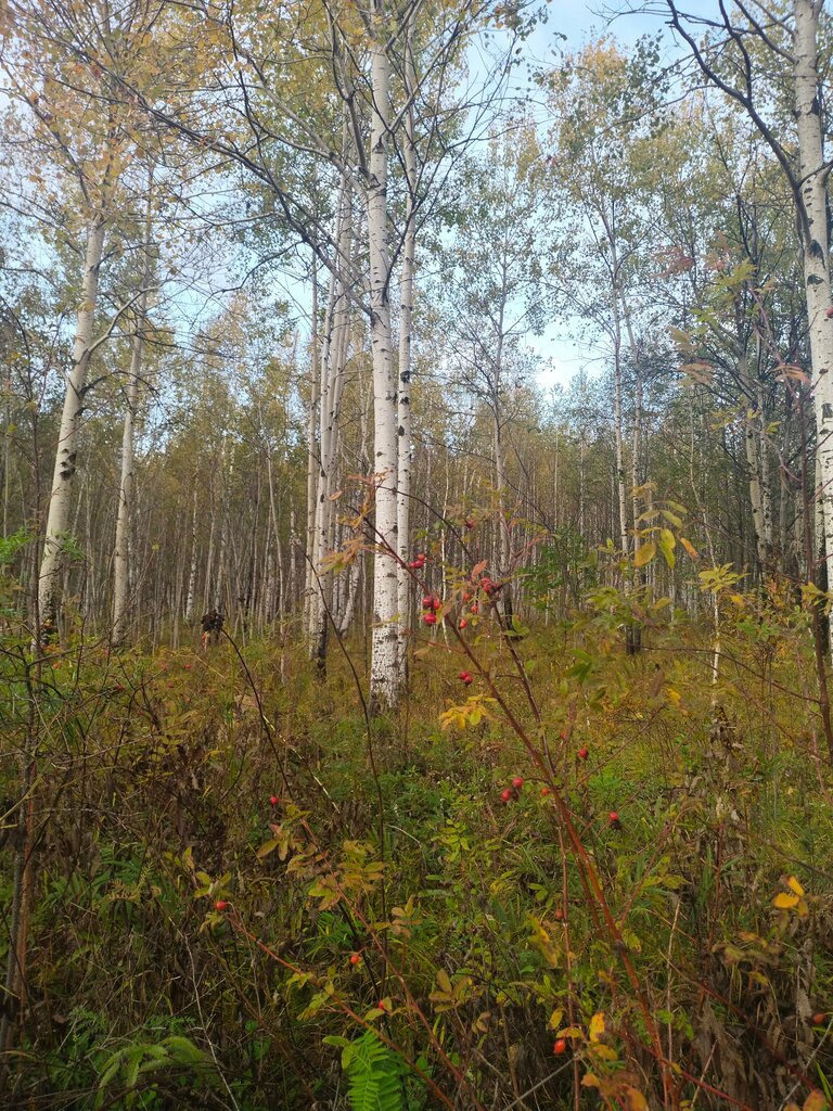 Tren istasyonu Poni Siding, Habarovski krayı, foto