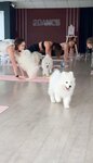 Puppy yoga (Republic of Bashkortostan, gorodskoy okrug Ufa, Kirovskiy District, Verkhnetorgovaya ploshchad, 4), yoga stüdyosu  Ufa'dan