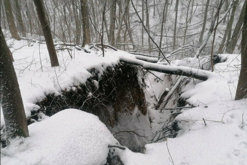 Orman Урочище Липовое, Belgorodskaya oblastı, foto
