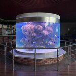 Oceanica (No:52Б, Taugul-1 microdistrict), akvaryumlar  Almatı'dan