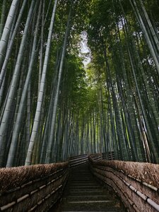 Arashiyama bamboo forest (Kyoto Prefecture, Kyoto, Ukyo Ward), kültür ve eğlence parkları  Kyoto'dan