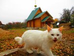 Подворье Всех Русских Святых (ulitsa Pushkina No:31), ortodoks kiliseleri  Tarusa'dan