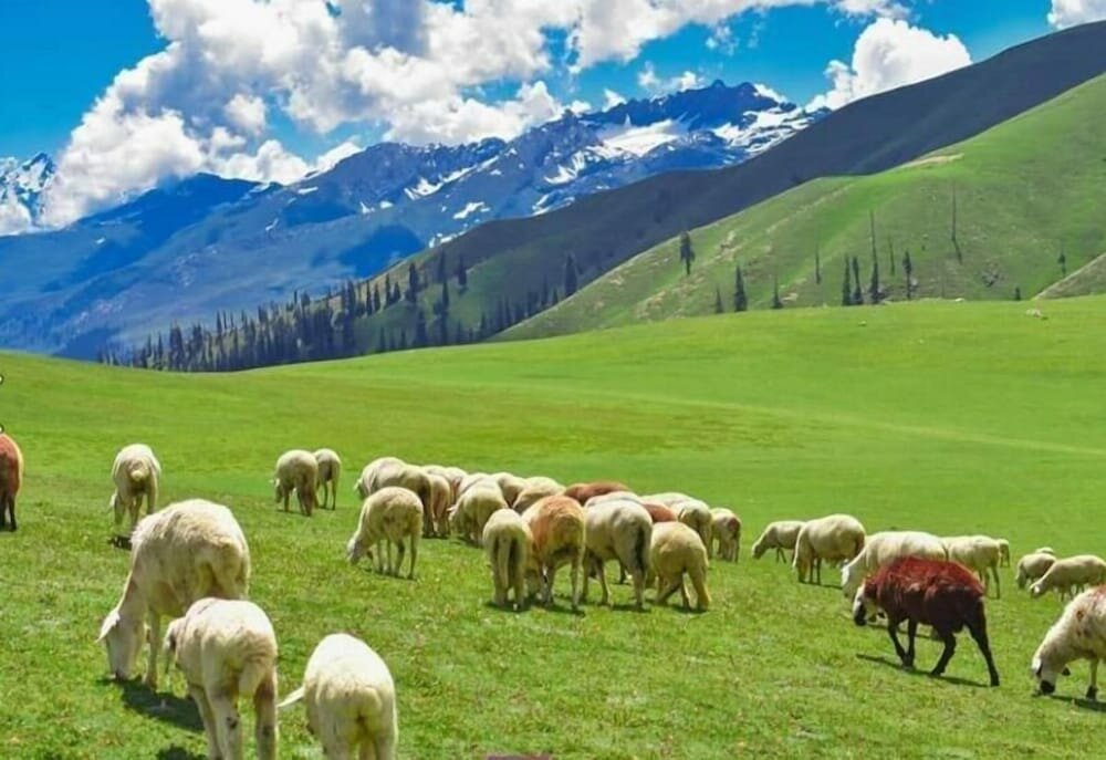 Otel New Al Zeb Hotel, , foto