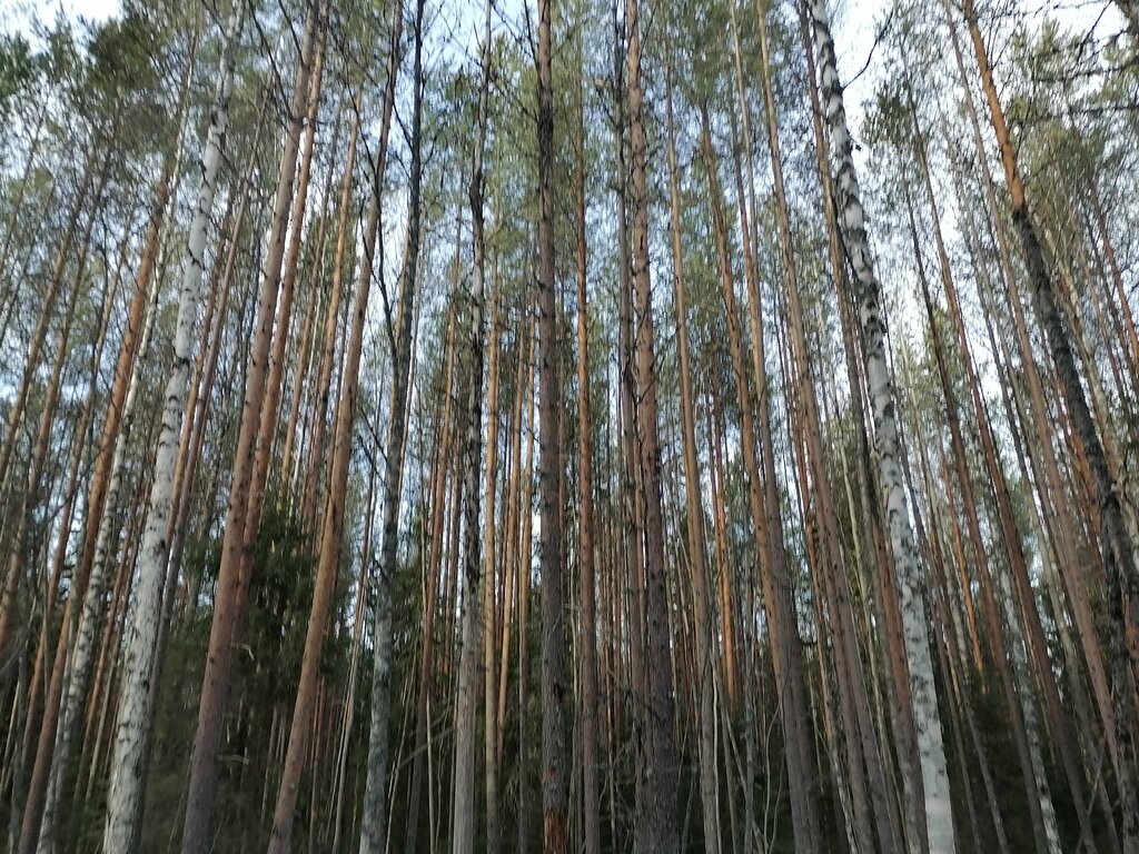 Orman Талажский сосновый бор, Arhangelskaya oblastı, foto