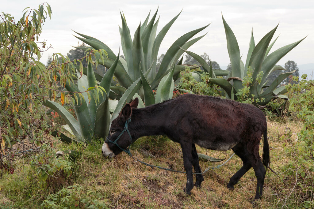 Volkan Volcán La Malinche, Dünya, foto