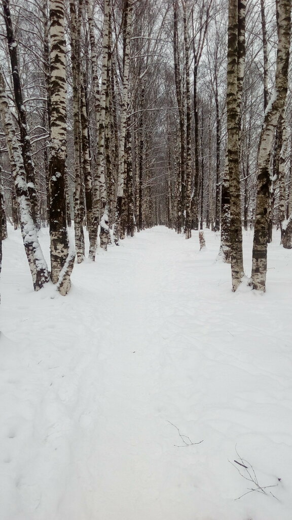 Kültür ve eğlence parkları Берёзовая роща, Cherepovets, foto