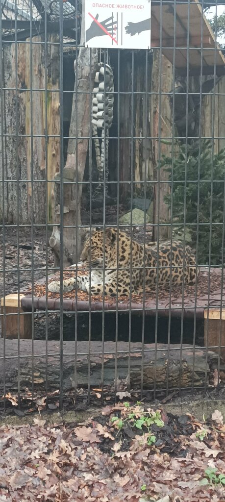Hayvan muhafazaları Леопард, Kaliningrad, foto
