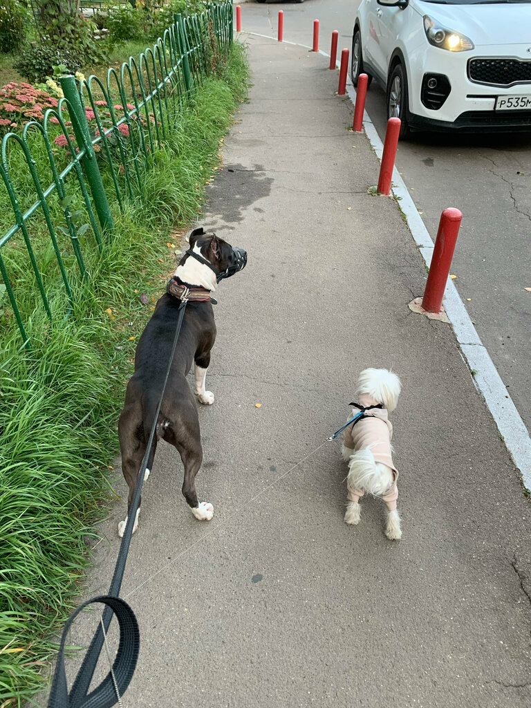 Evcil hayvan kuaförleri Zoosalon, zooparikmaherskaya, Dolgoprudny, foto