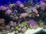 Underwater world (Reviolyutsionnaya Street No:71, selo Kabardinka), akvaryumlar  Krasnodarski krayından