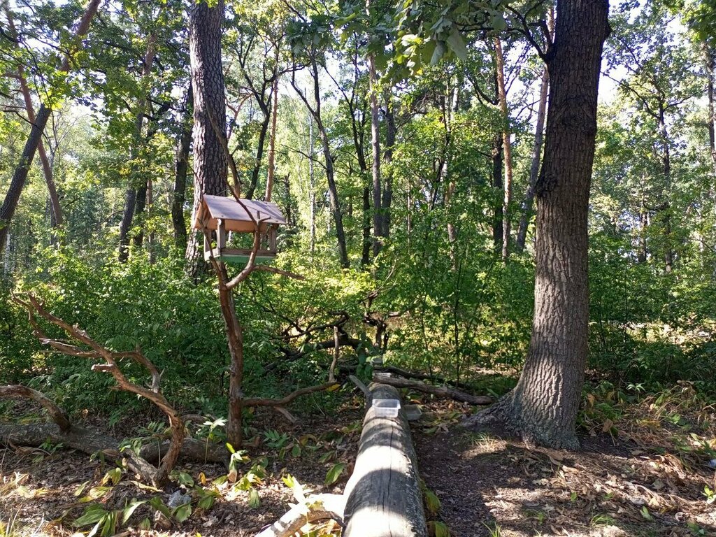 Orman урочище Титовский Бор, Shebekino, foto