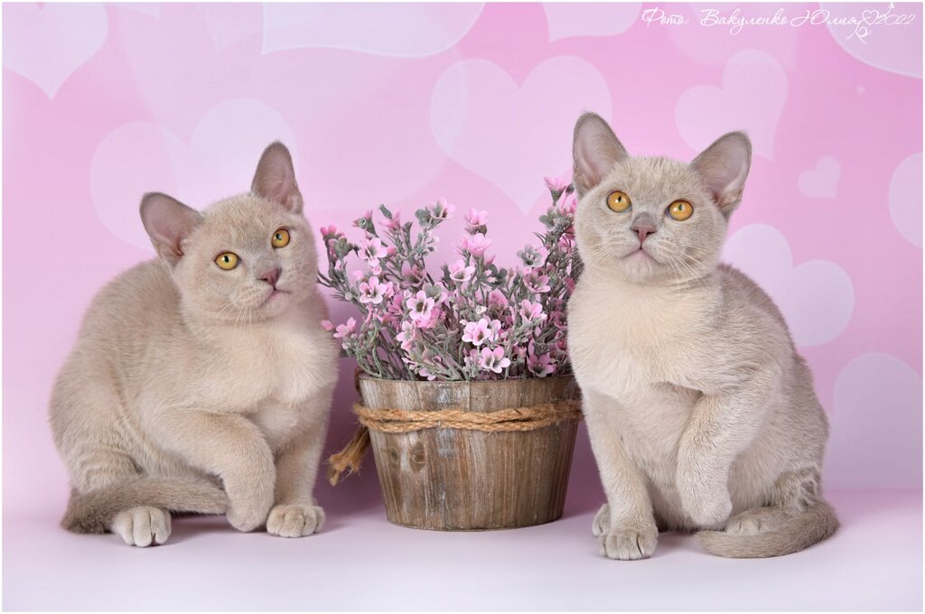 Evcil hayvan yetiştiricileri Bailey's-star, Krasnodarski krayı, foto