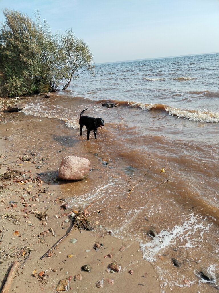 Plaj Пляж, Nijegorodskaya oblastı, foto