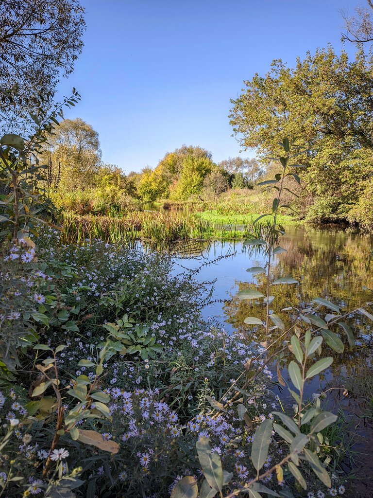 Orman Хомутов лес, Lipetskaya oblastı, foto