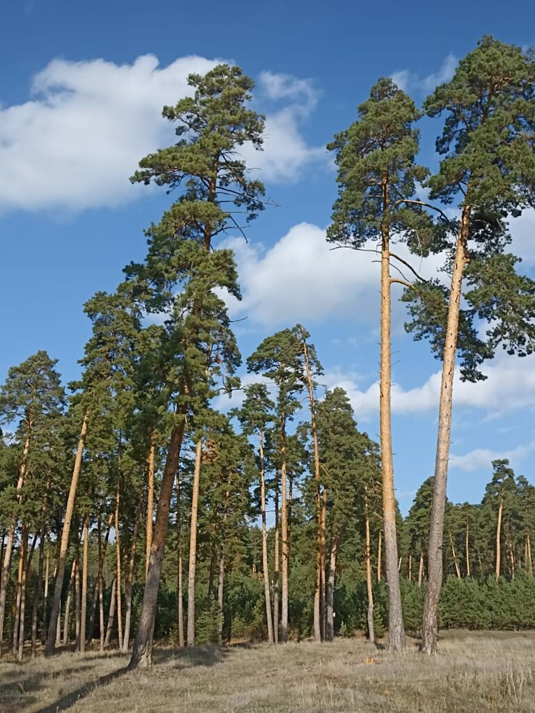 Doğa koruma alanı ФГБУ Национальный парк Сенгилеевские горы, Ulyanovsk, foto