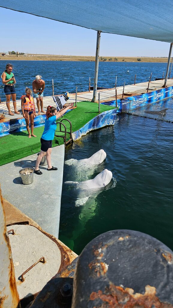 Balık ve deniz ürünleri Дары Донузлава, Kırım Cumhuriyeti, foto
