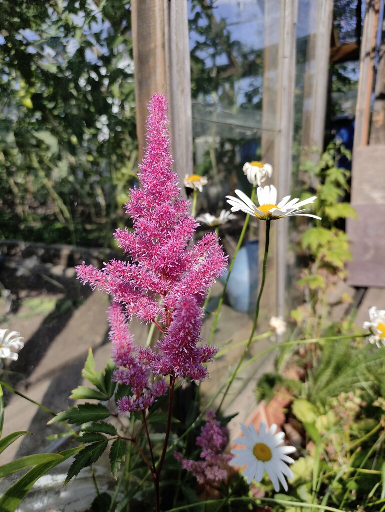 Bahçecilik dernekleri ve kuruluşları Коллективный сад № 22, Yekaterinburg, foto