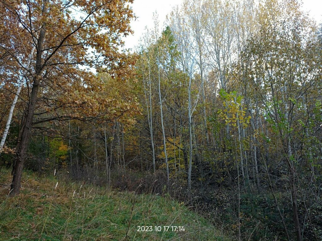 Orman урочище Заклятое, Belgorodskaya oblastı, foto