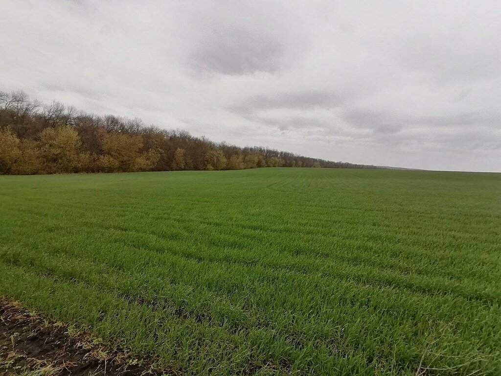 Orman урочище Таратайкина Роща, Belgorodskaya oblastı, foto