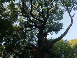 Doğa Дуб черешчатый, Tambov, foto