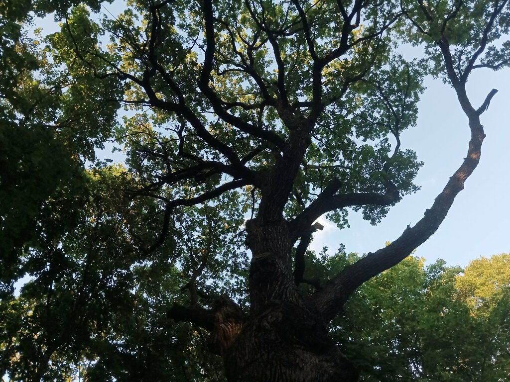 Doğa Дуб черешчатый, Tambov, foto