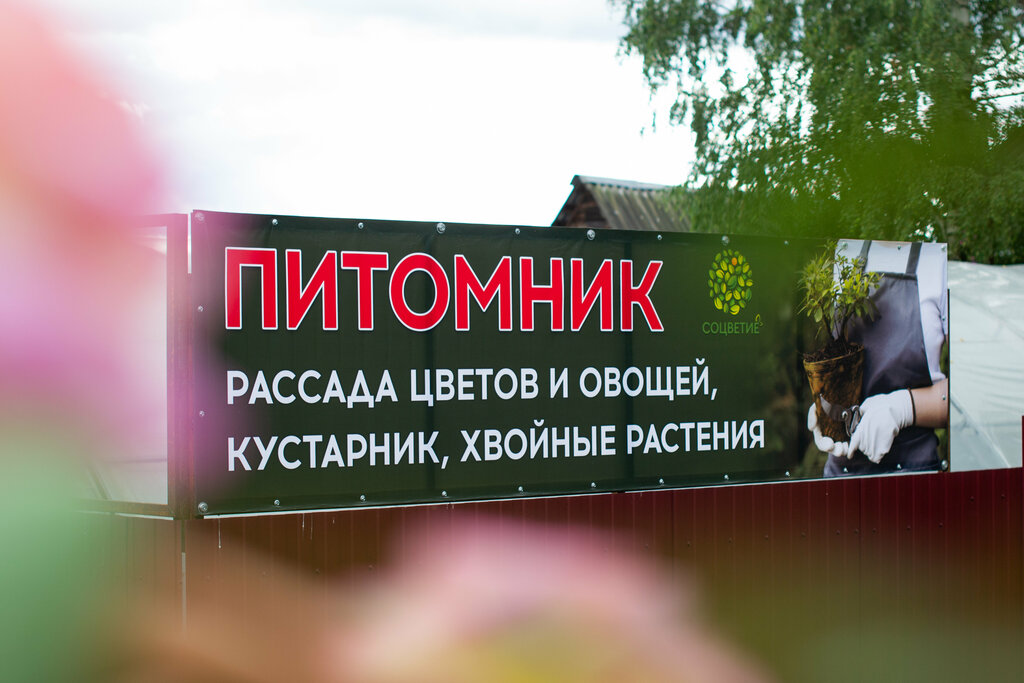 Fidan yetiştiriciliği Pitomnik dekorativnykh rasteny Sotsvetiye, Novgorodskaya oblastı, foto