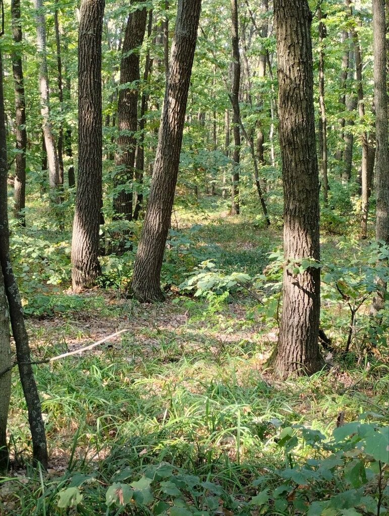 Orman урочище Симоново-Яблочное, Belgorodskaya oblastı, foto