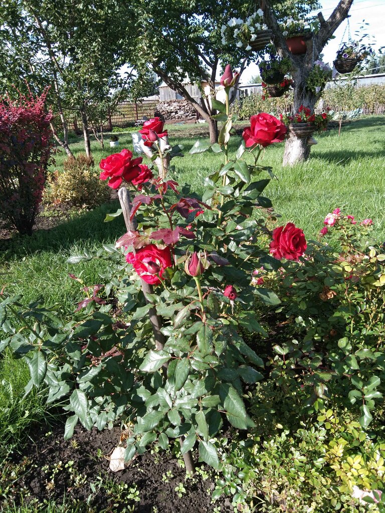 Bahçecilik dernekleri ve kuruluşları Сад № 2, Tolyatti (Togliatti), foto
