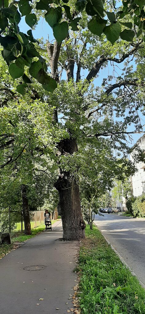 Doğa 400-летний Дуб, Velikiy Novgorod, foto