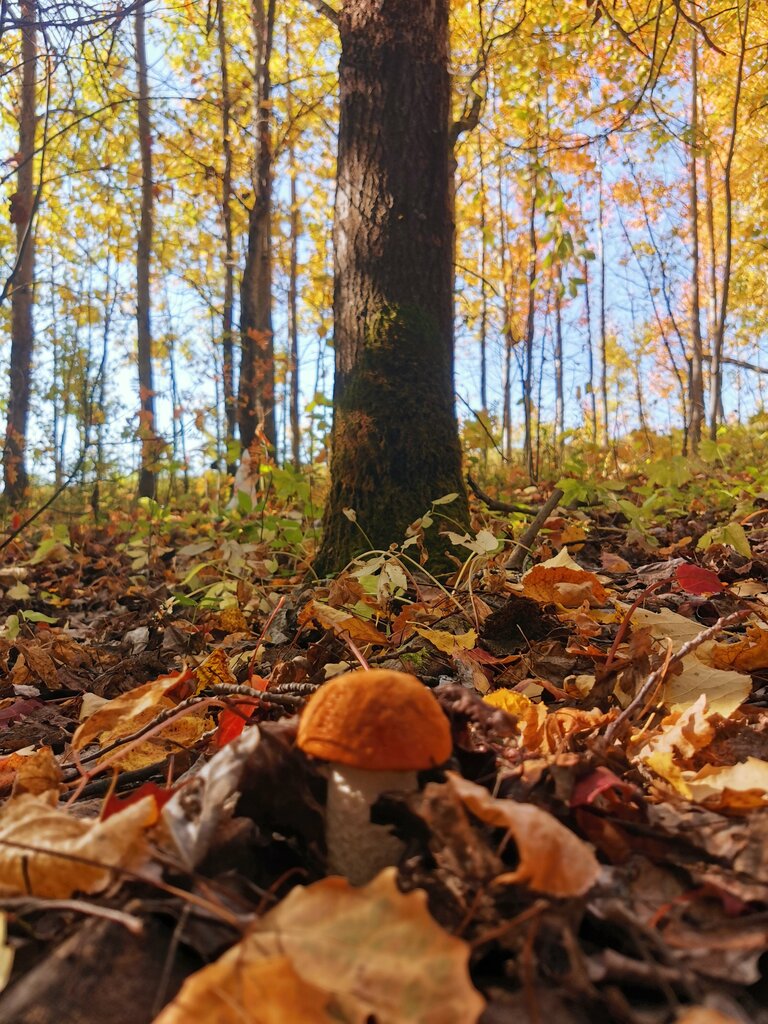 Piknik alanı Комплексное место отдыха Поляна друзей, Perm, foto