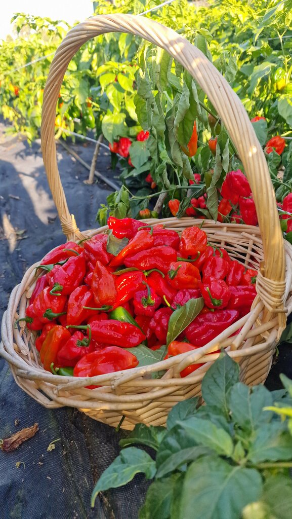 Tarım firmaları Dusha Pertsya, Almatı eyaleti, foto