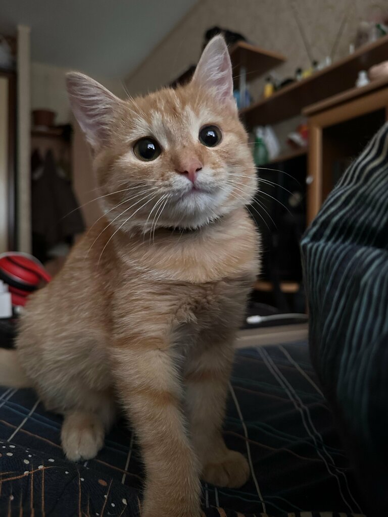 Veteriner klinikleri Лапушка, Anjero‑Sudjensk, foto