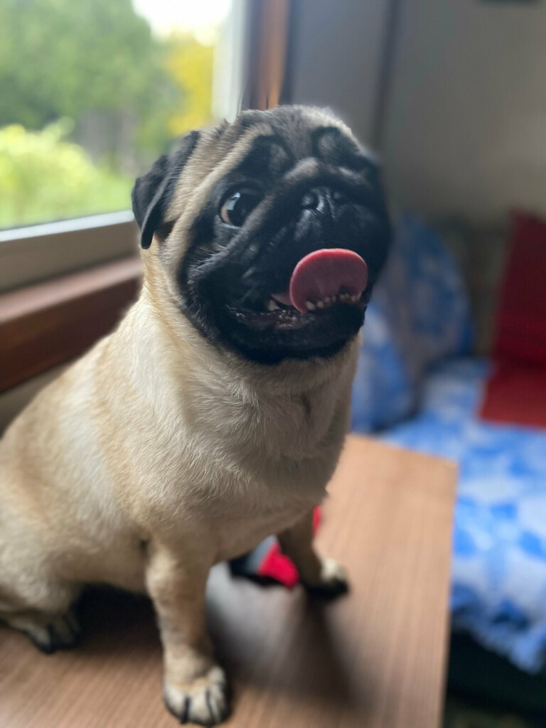 Pet otel Gostinitsa dlya zhivotnykh Chetyre lapy, Minskaya oblastı, foto